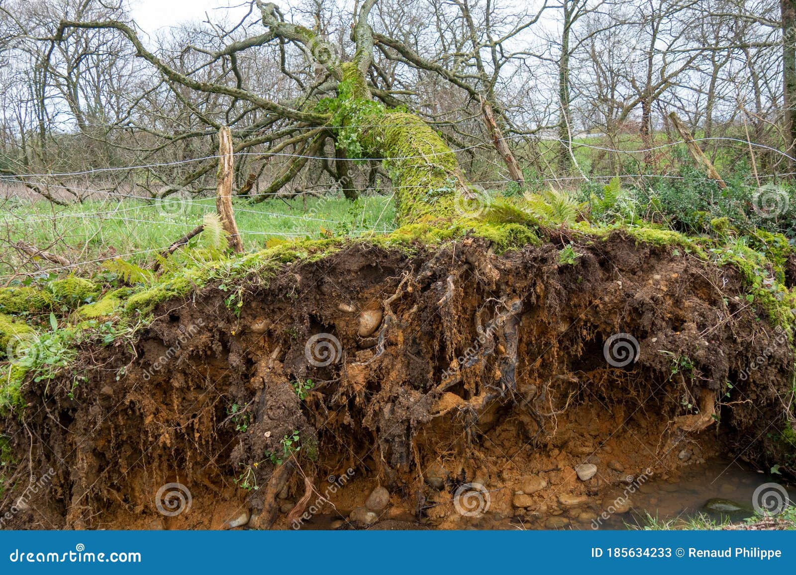 Root of a Tree Uprooted by the Wind Stock Image - Image of danger ...