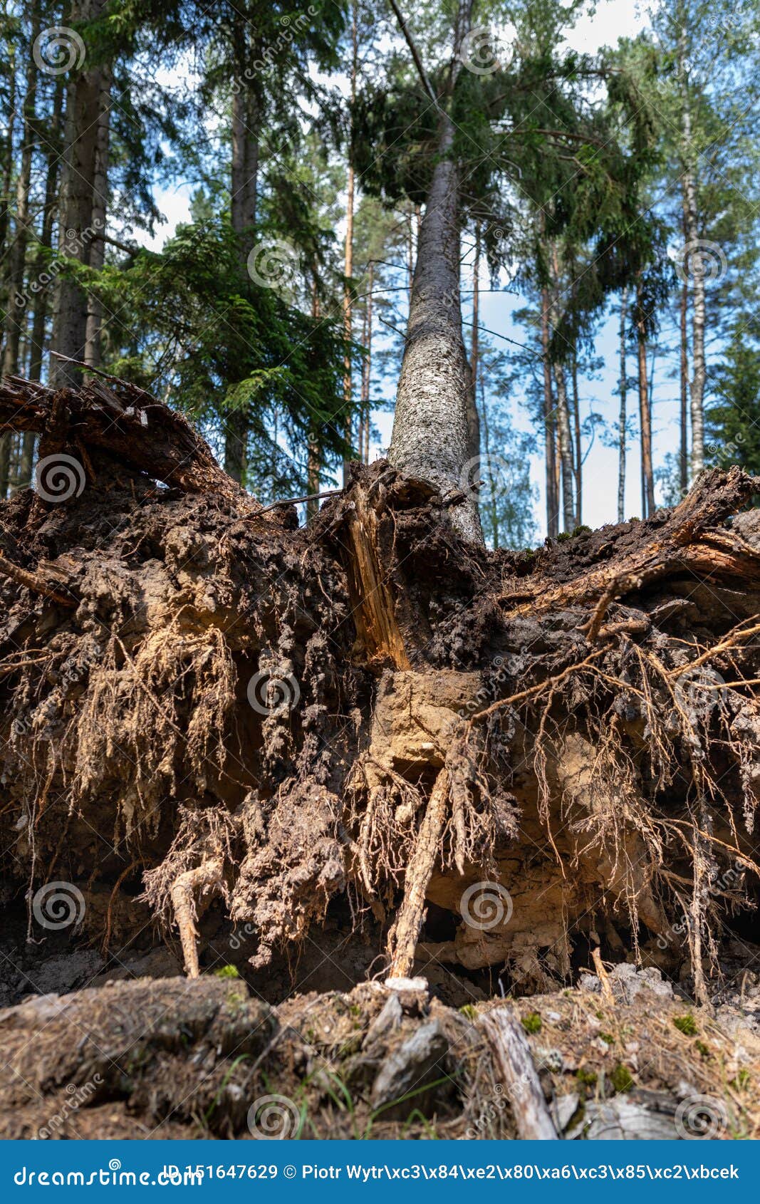 The Root of a Tree Uprooted by the Wind. the Pine is Overturned in the ...