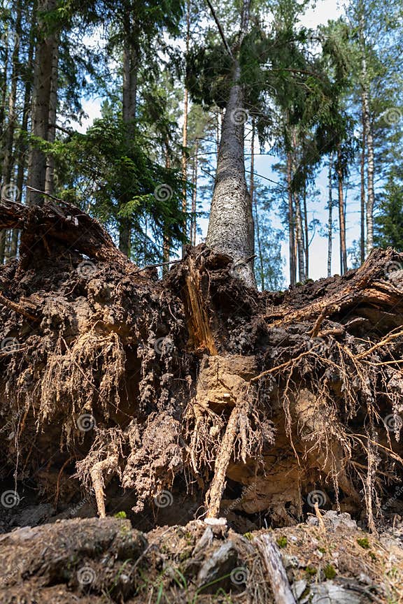 The Root of a Tree Uprooted by the Wind. the Pine is Overturned in the ...