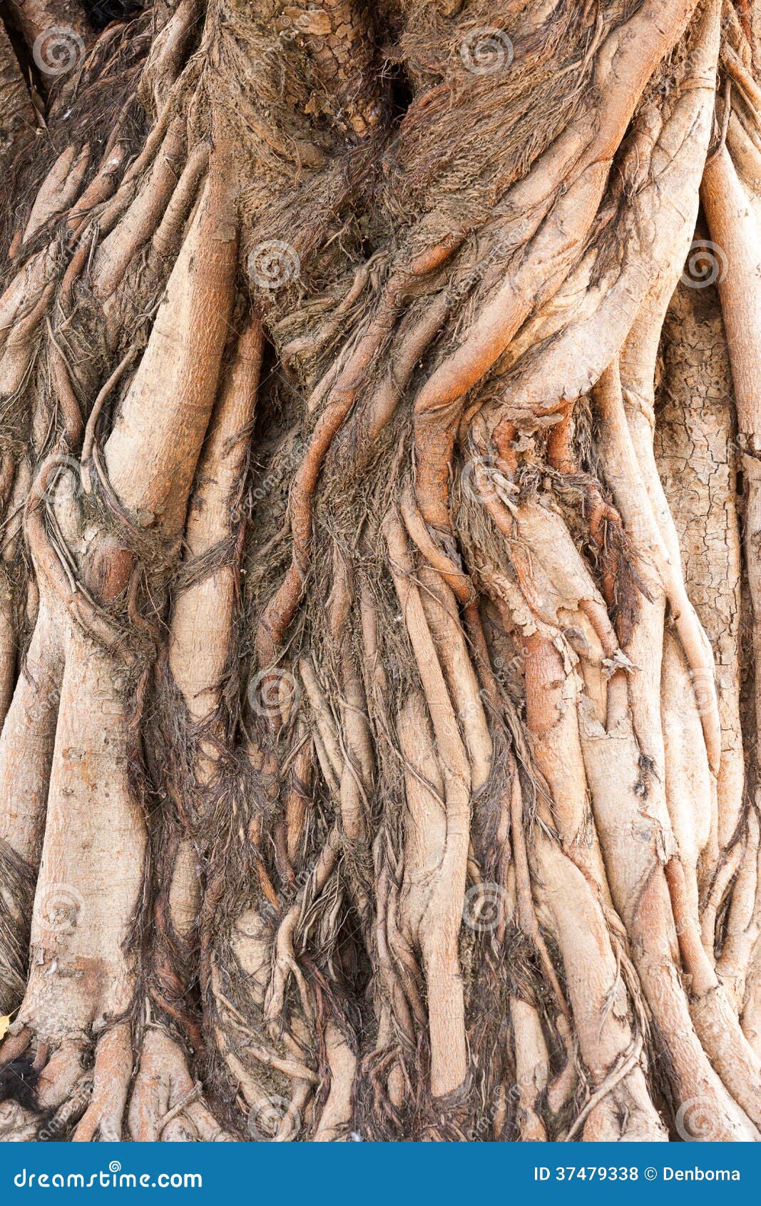 Root of tree stock photo. Image of detail, wooden, texture - 37479338