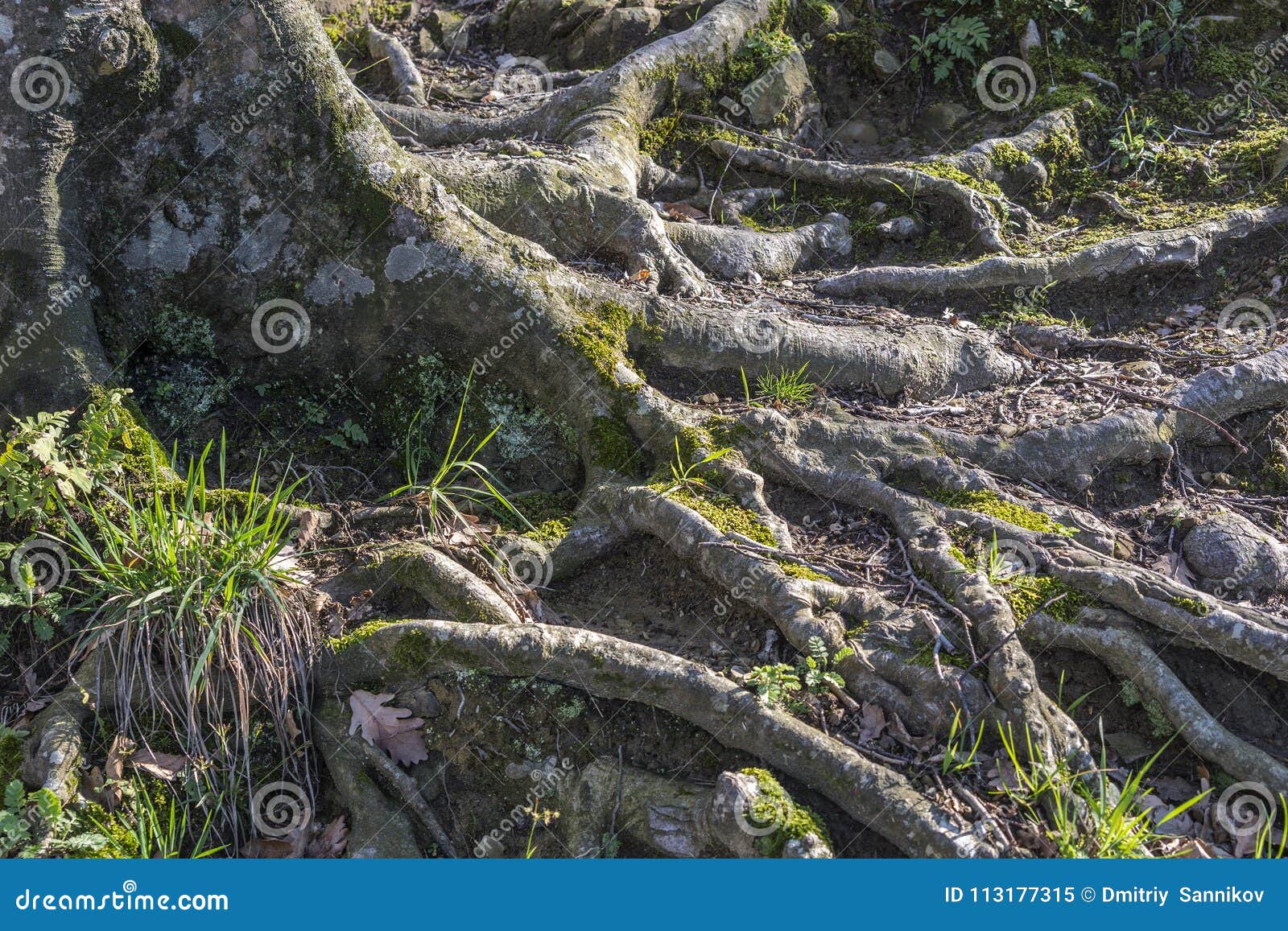 The root of the tree stock image. Image of outdoor, ground - 113177315