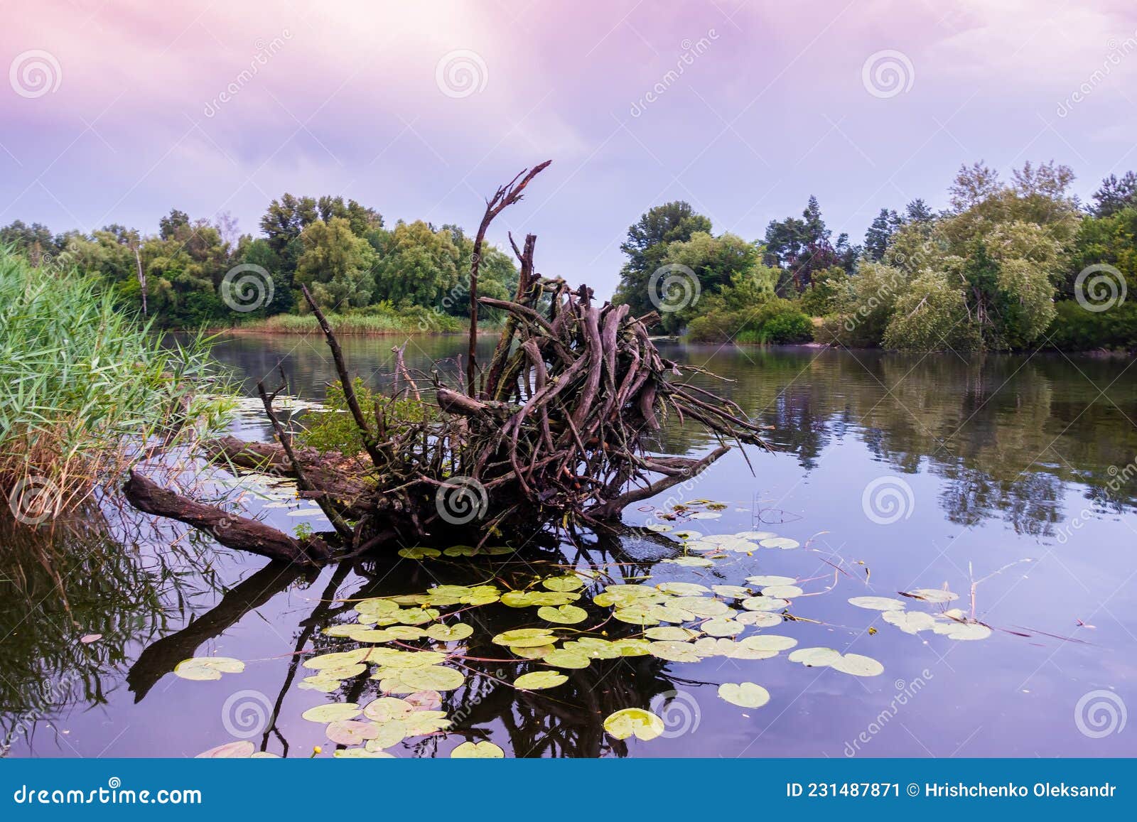 The Root of a Tree in the Water of the River. Twisting Root Branches ...