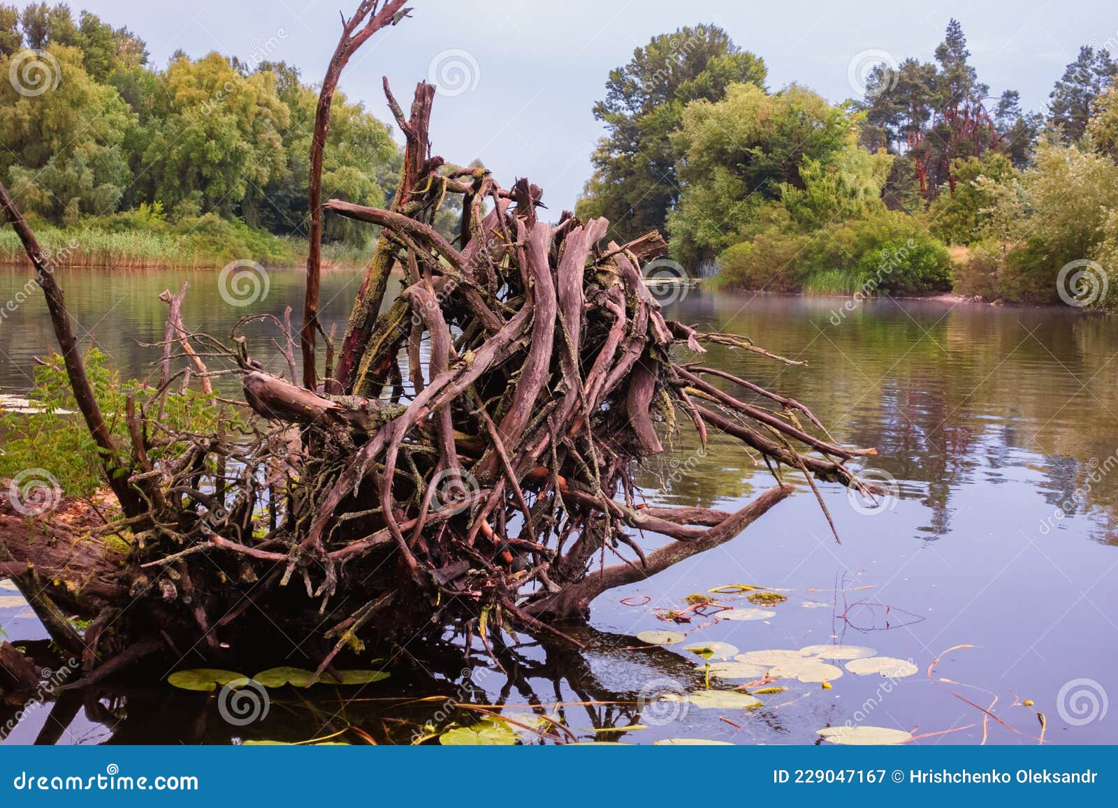 The Root of a Tree in the Water of the River. Twisting Root Branches ...