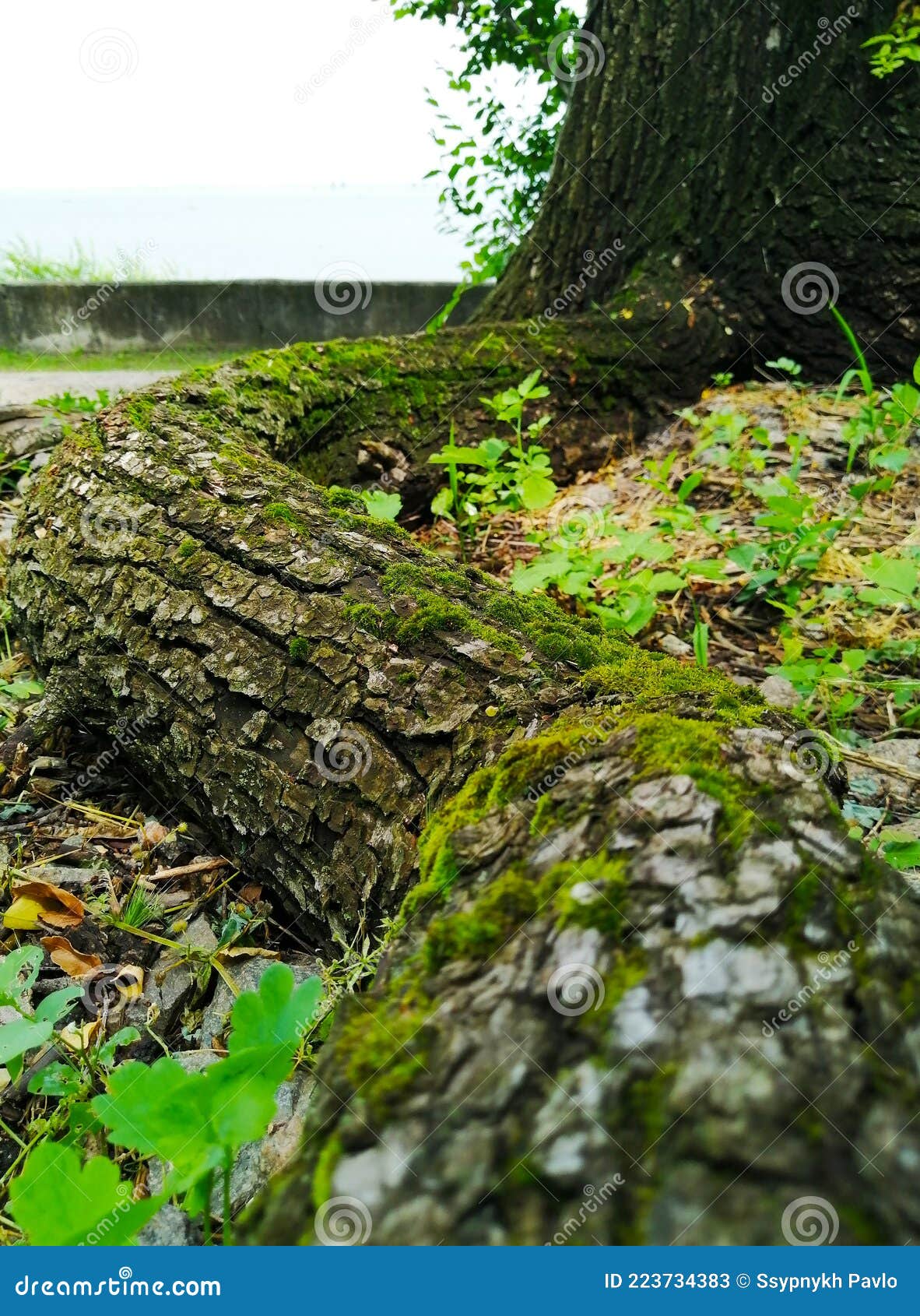 The Root of the Tree, Which is Curly on the Ground Stock Image - Image ...