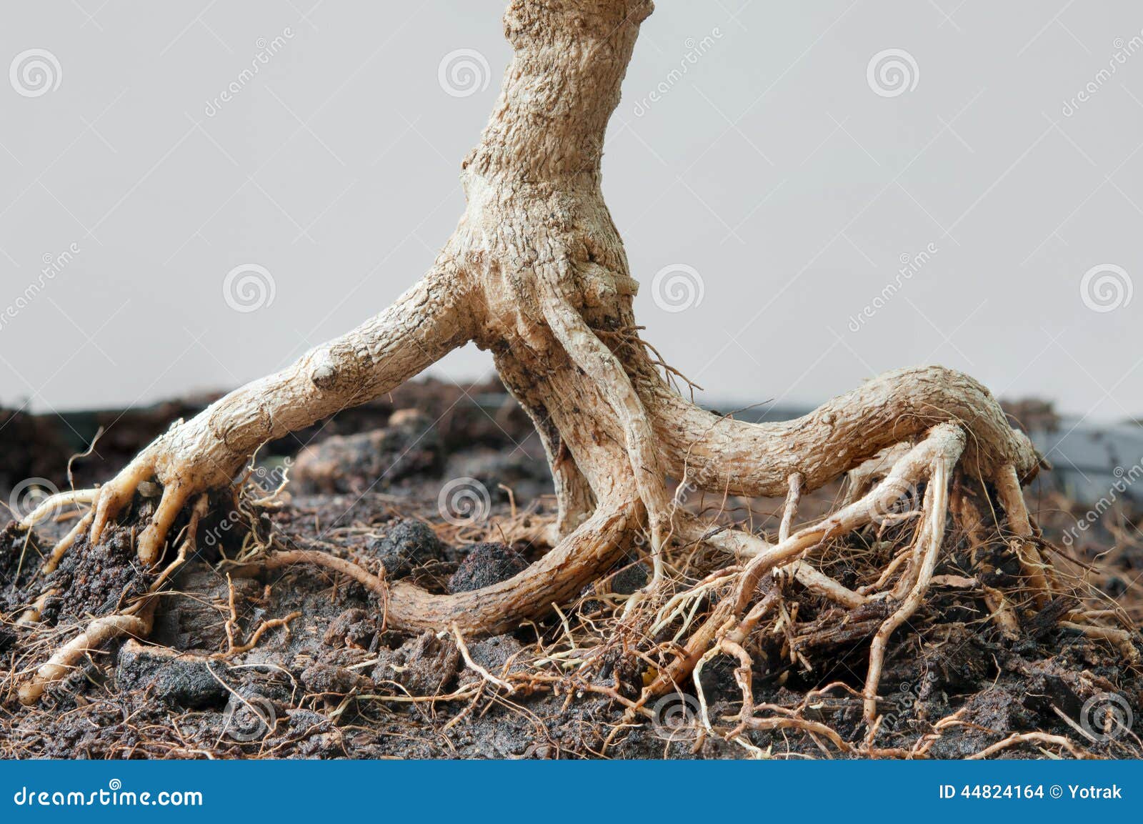 Root tree stock photo. Image of growth, environment, alone - 44824164