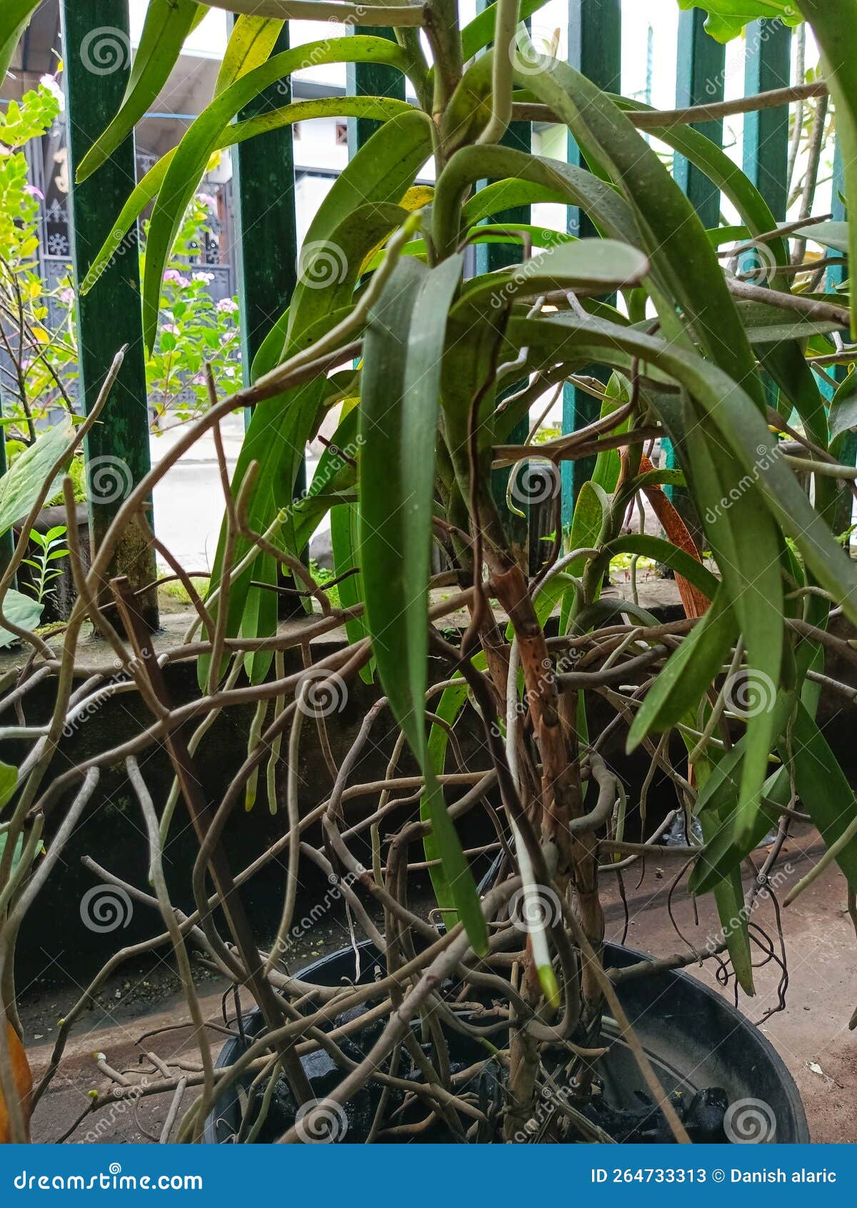 Root treegreen stock image. Image of tree, planted, flower - 264733313