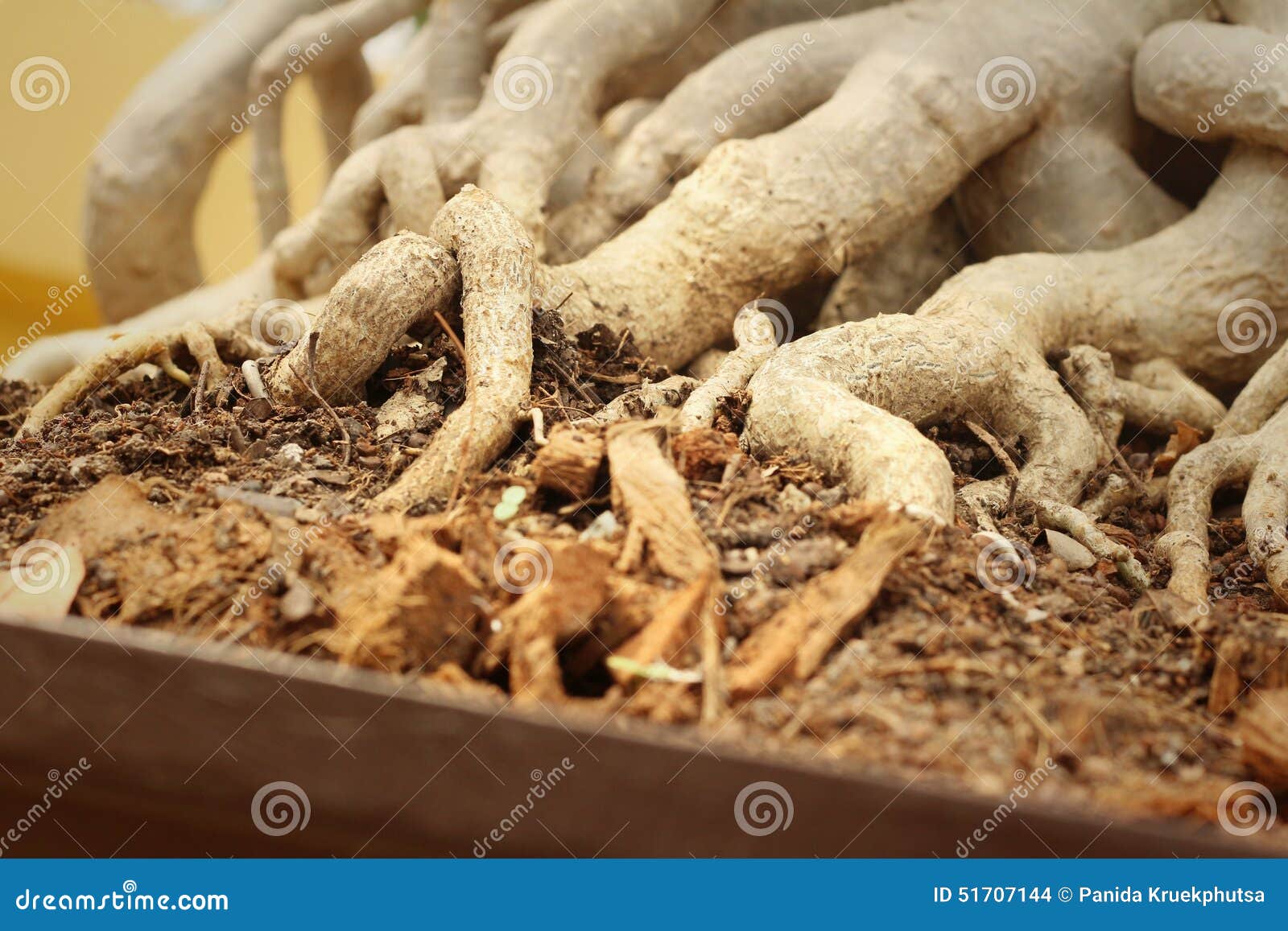 Root Trees are Beautiful in the Nature Stock Photo - Image of ecology ...