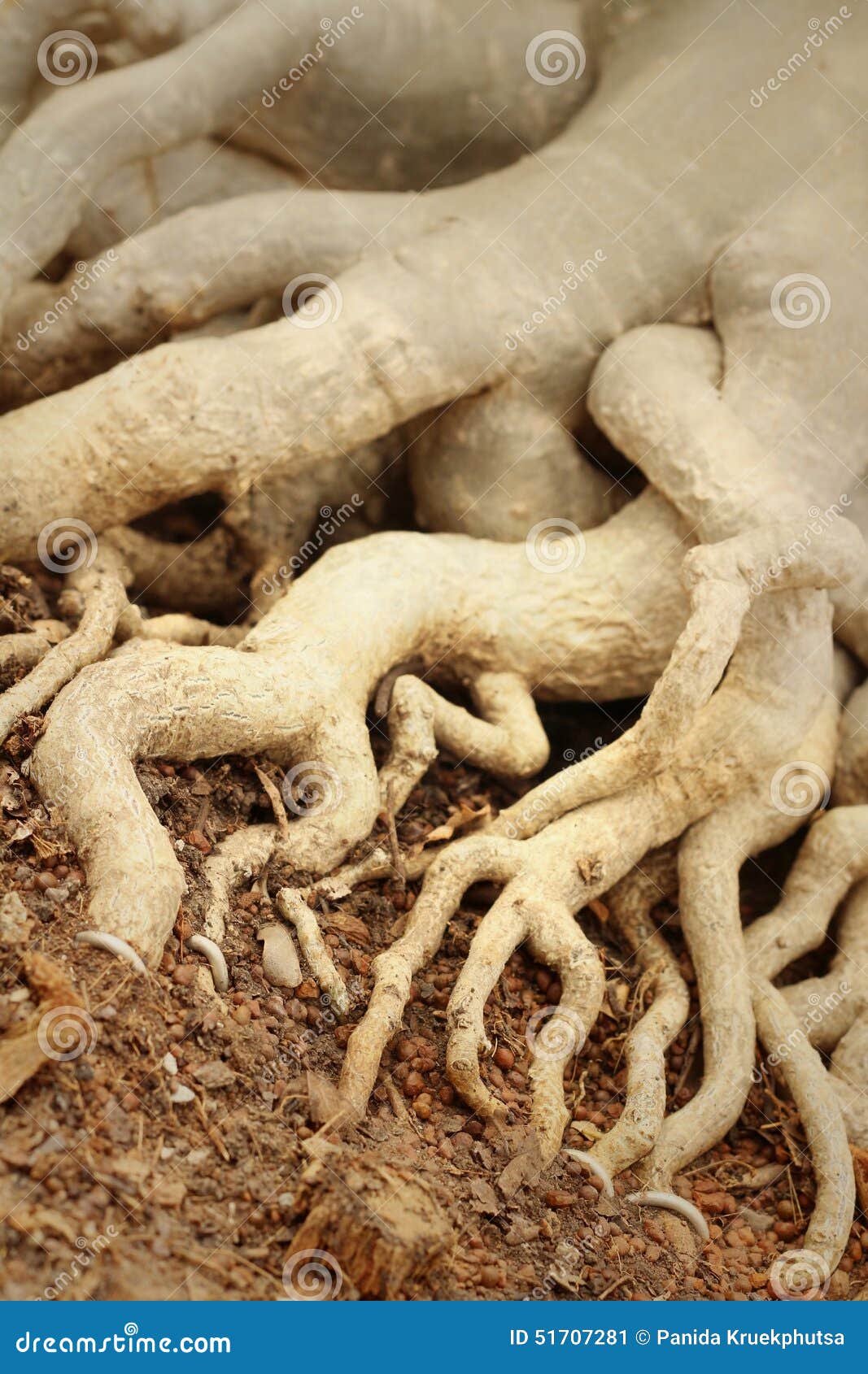 Root Trees are Beautiful in the Nature Stock Image - Image of tangle ...