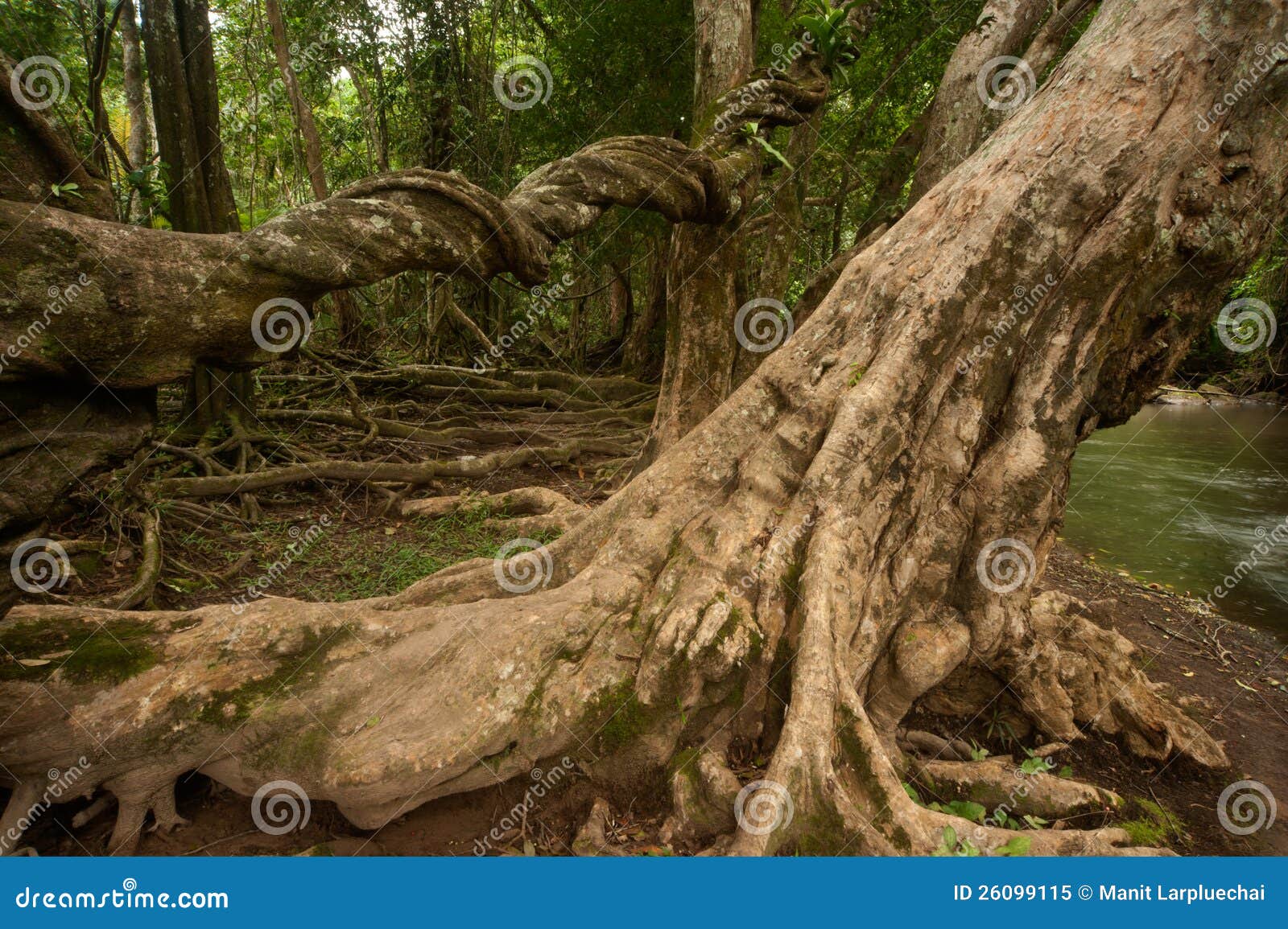 Root trees in forest . stock image. Image of park, wilderness - 26099115