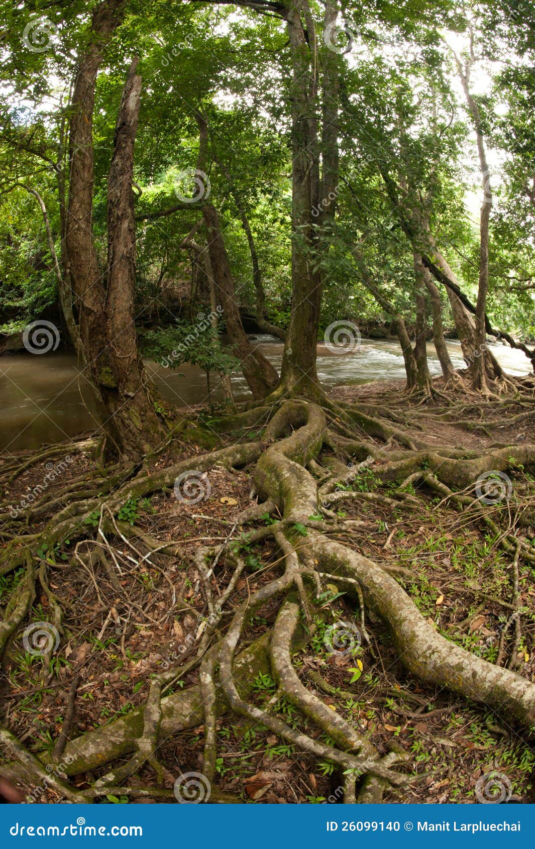 Root trees in forest . stock photo. Image of rock, stone - 26099140