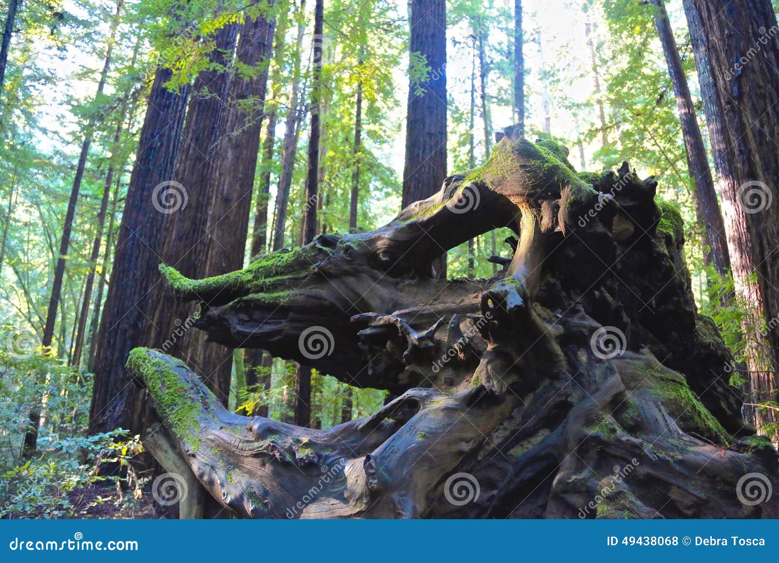 Root trees stock photo. Image of trees, root, redwood - 49438068