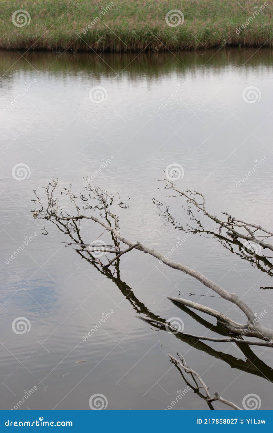 A Root of Trees in the Water. Reflection of Tree Branches Stock Image ...