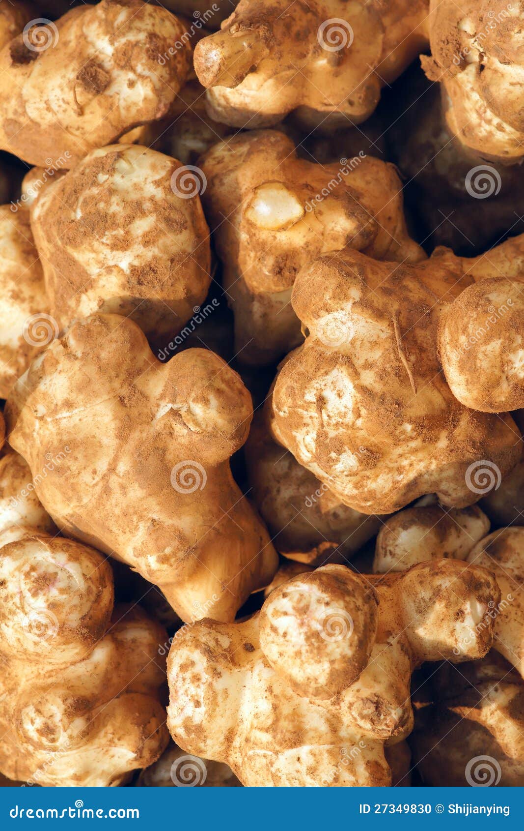 Root tuber stock photo. Image of aliment, root, artichoke - 27349830