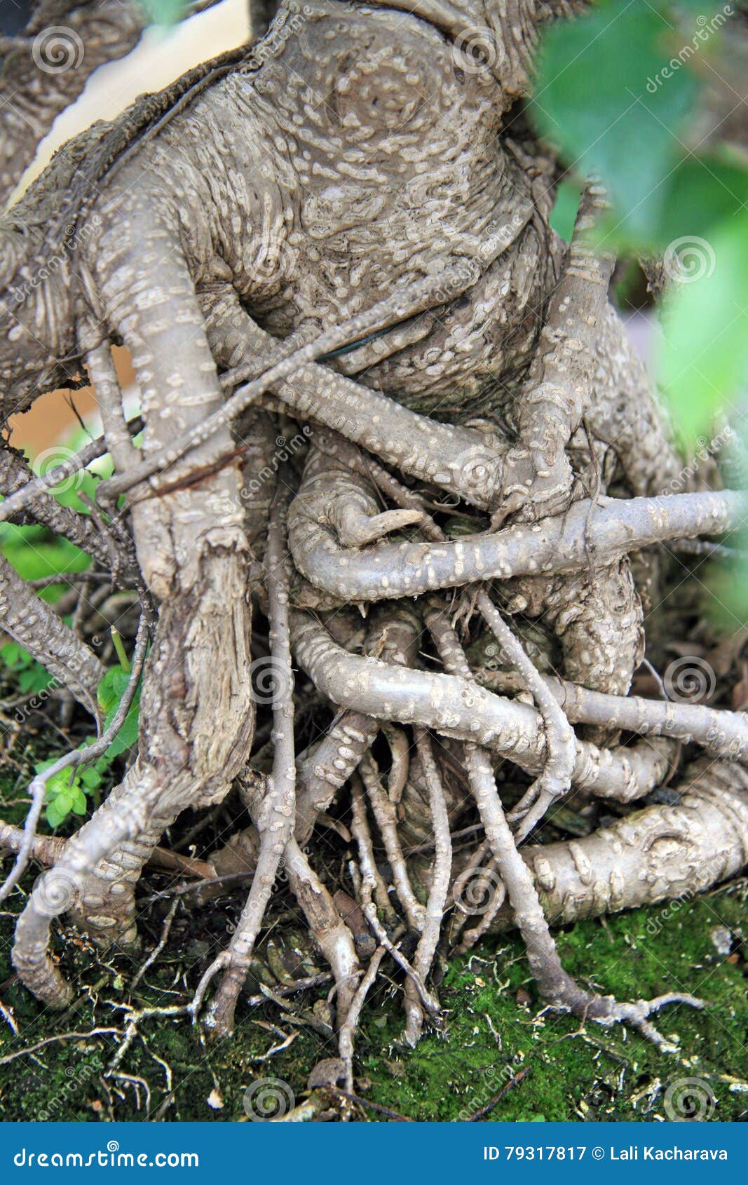 Root stock image. Image of flora, forest, nature, trunks - 79317817