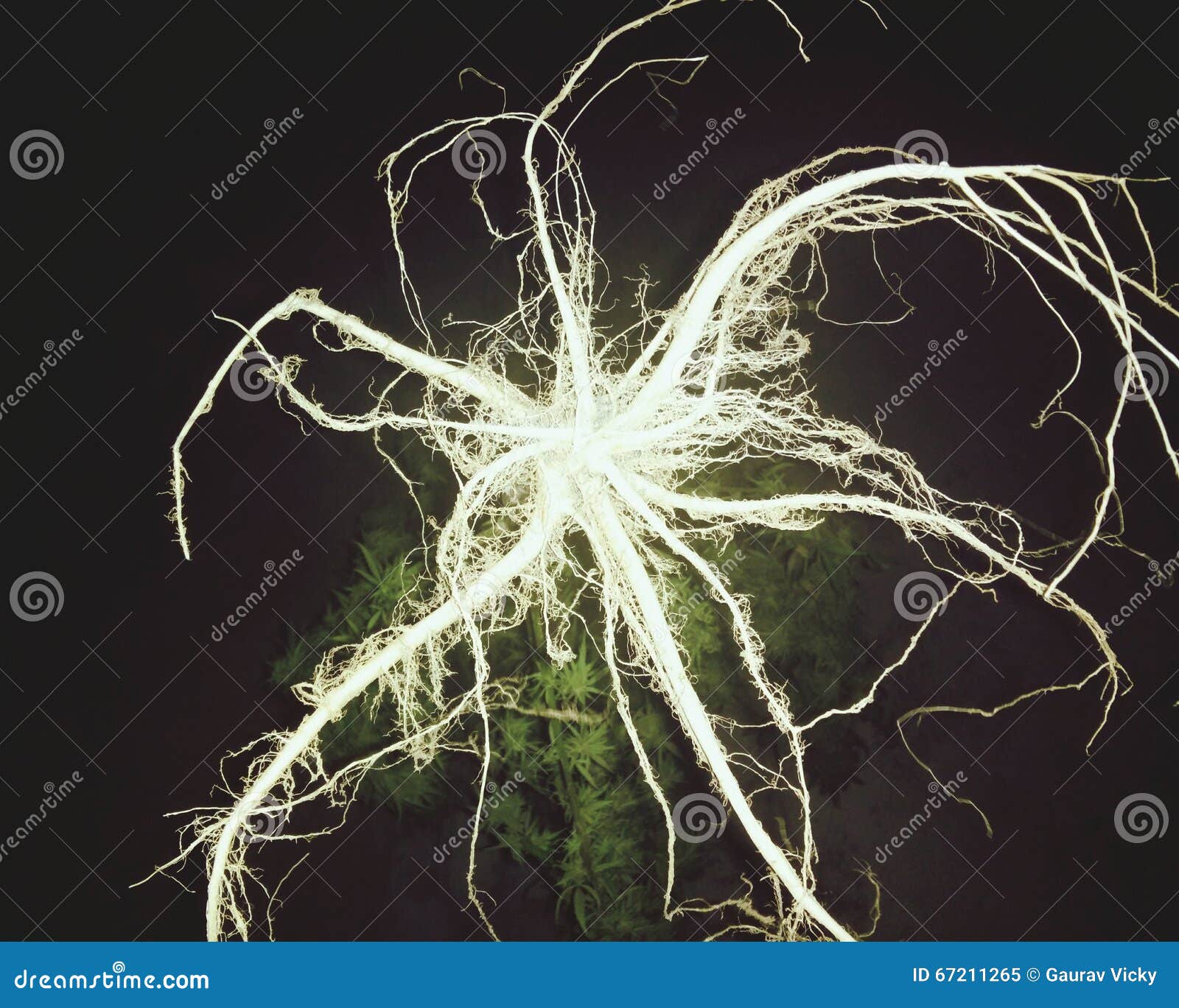 Root stock image. Image of threads, root, underground - 67211265