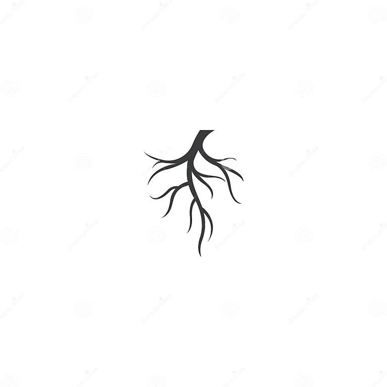 Root Vector Illustration Template Design Stock Vector - Illustration of ...