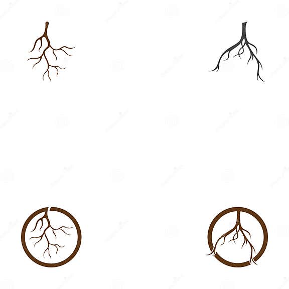 Root Vector Illustration Template Design Stock Vector - Illustration of ...
