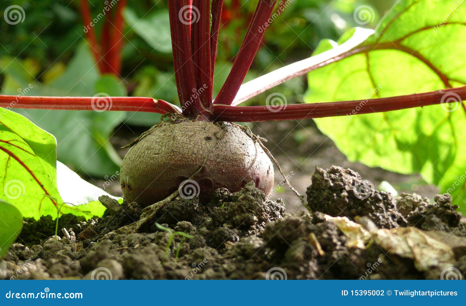 Root vegetables stock photo. Image of agriculture, roots - 15395002