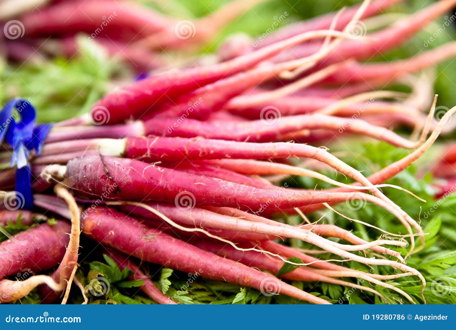 Root vegetables stock photo. Image of harvest, farmers - 19280786