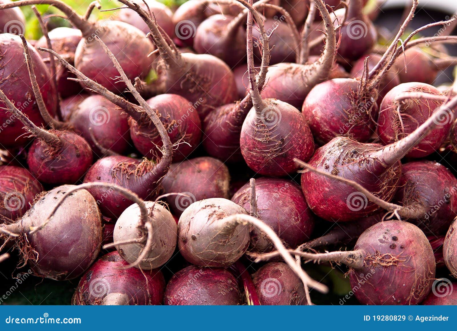 Root vegetables stock image. Image of farm, farming, nature - 19280829