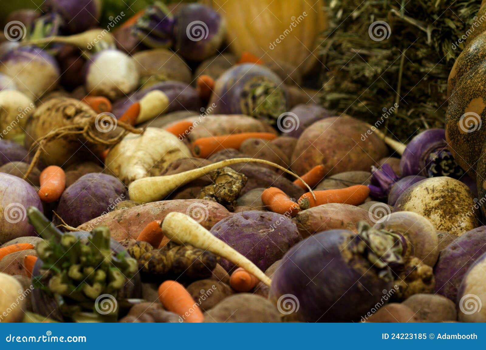 Root Vegetables stock image. Image of objects, group - 24223185
