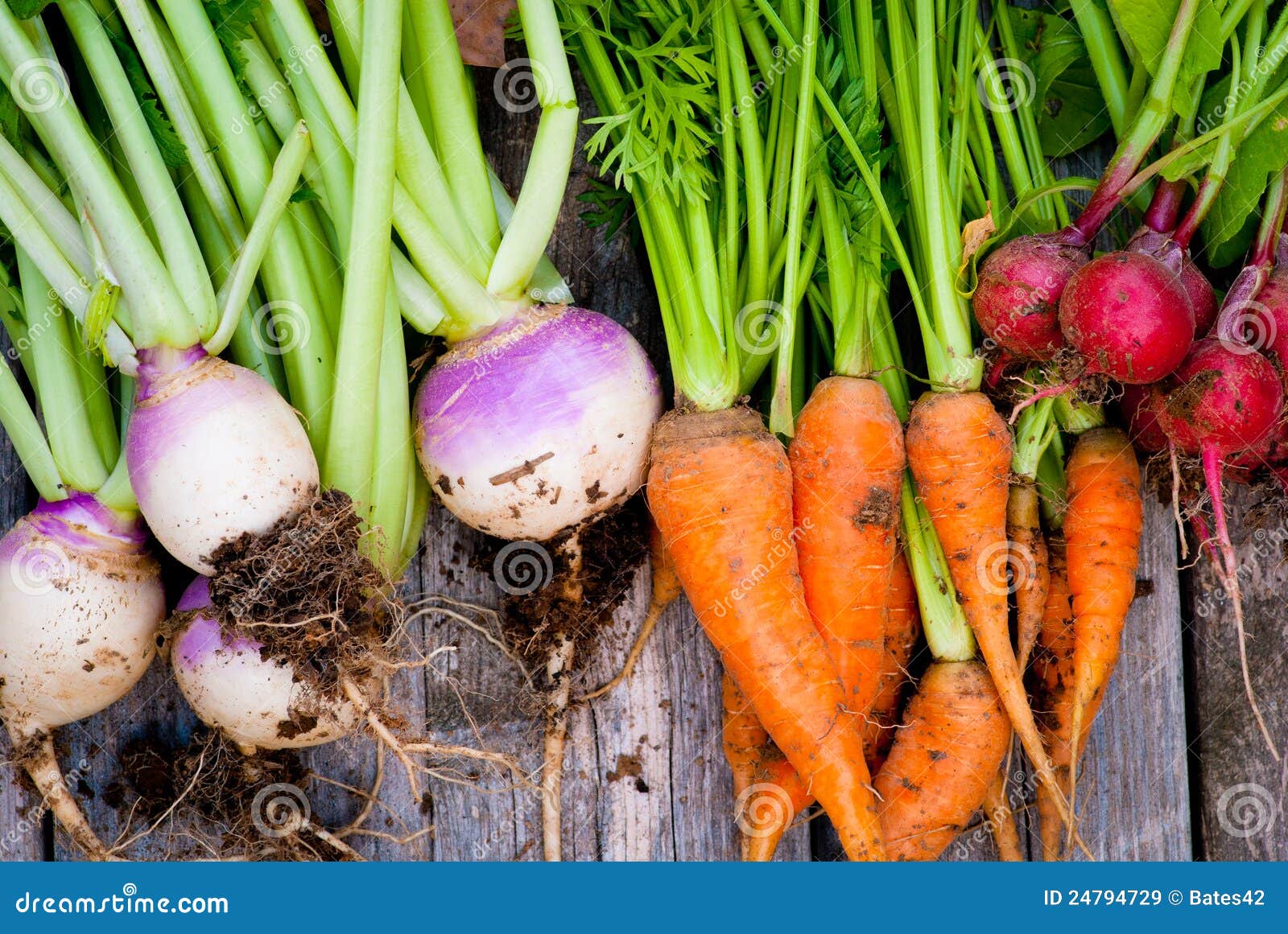 Root Vegetables stock image. Image of turnups, color - 24794729