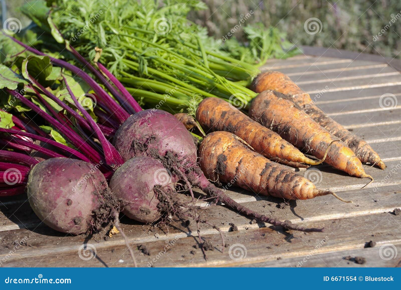 Root vegetables stock photo. Image of vegetables, carrots - 6671554