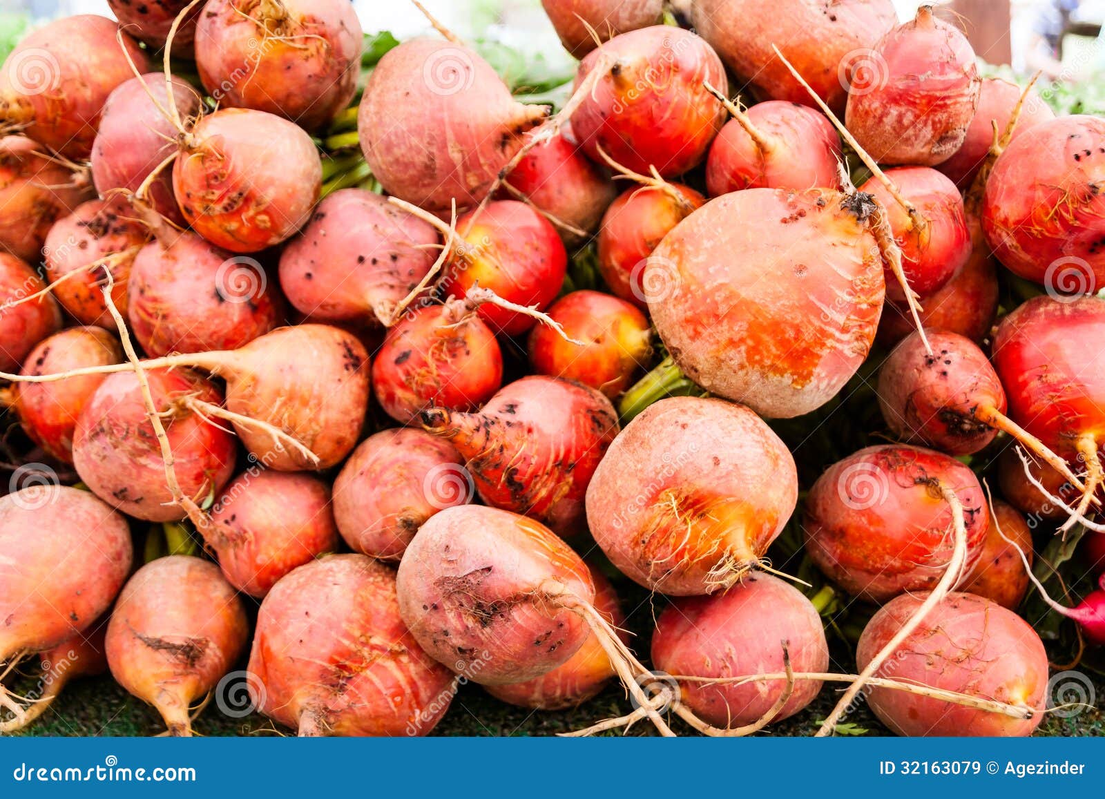 Root vegetables stock image. Image of garden, harvest - 32163079
