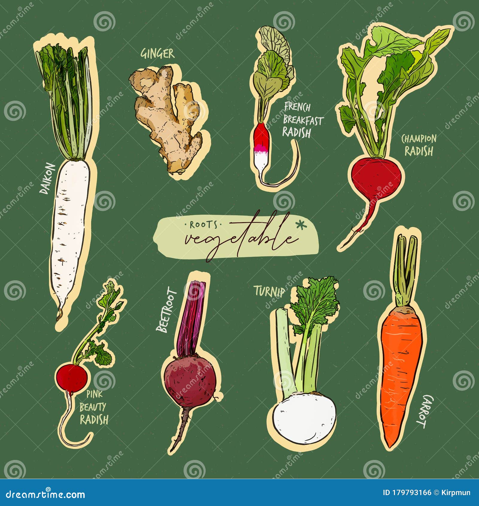 Root Vegetables Collection, Hand Draw Sketch Vector Stock Vector ...