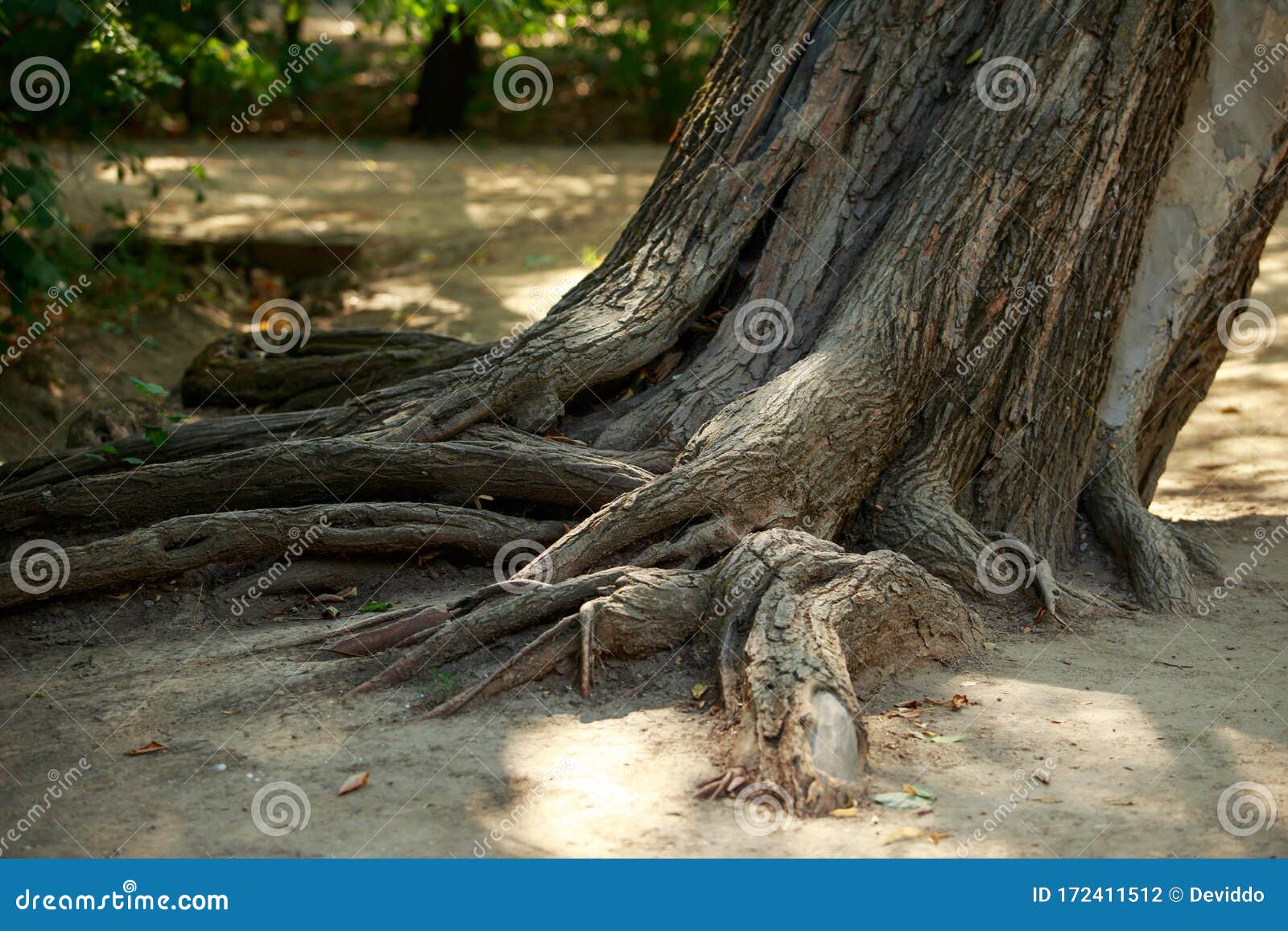 Big tree root stock photo. Image of forest, large, aging - 172411512
