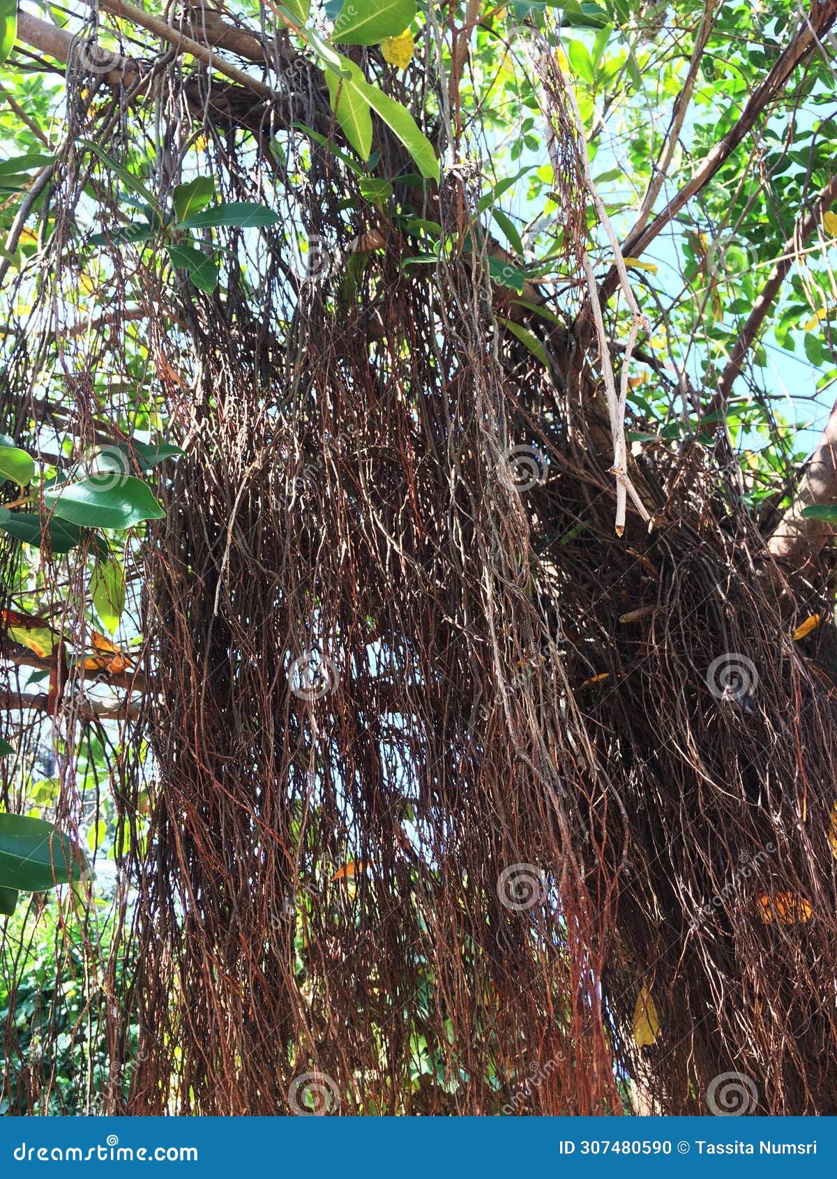 Root the Vine on a Big Tree Stock Photo - Image of nature, happy: 307480590