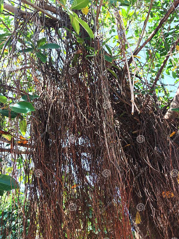 Root the Vine on a Big Tree Stock Photo - Image of nature, happy: 307480590