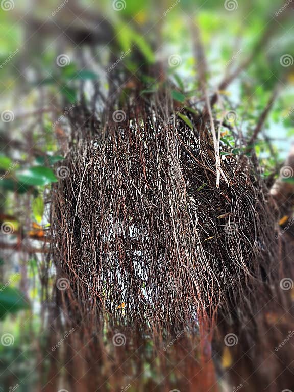 Root the Vine on a Big Tree Stock Photo - Image of beautiful, green ...