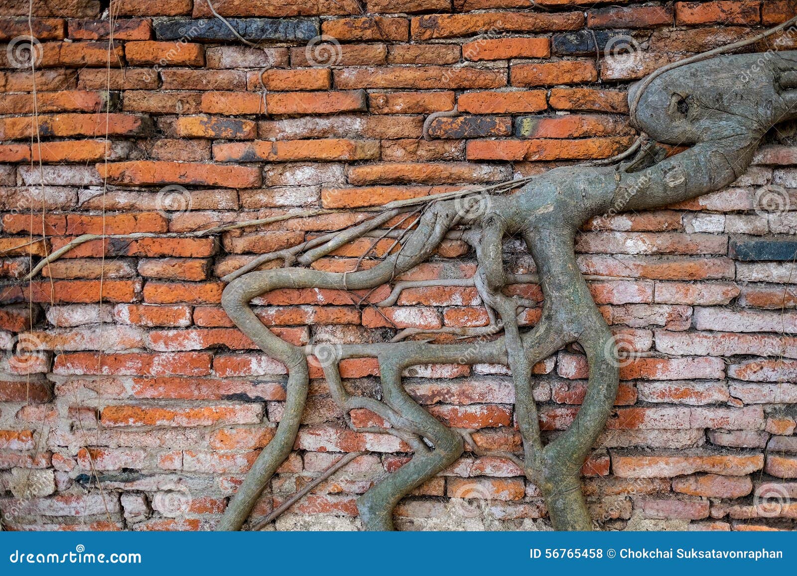 The root wall. stock photo. Image of elegance, fence - 56765458