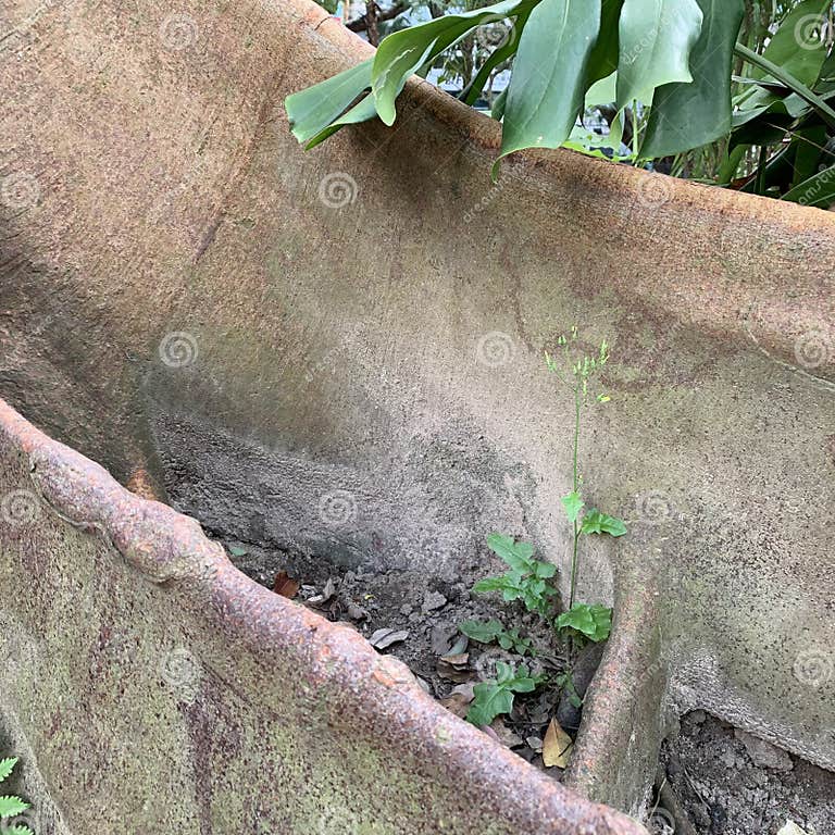 Root walls stock photo. Image of plant, time, create - 143307080