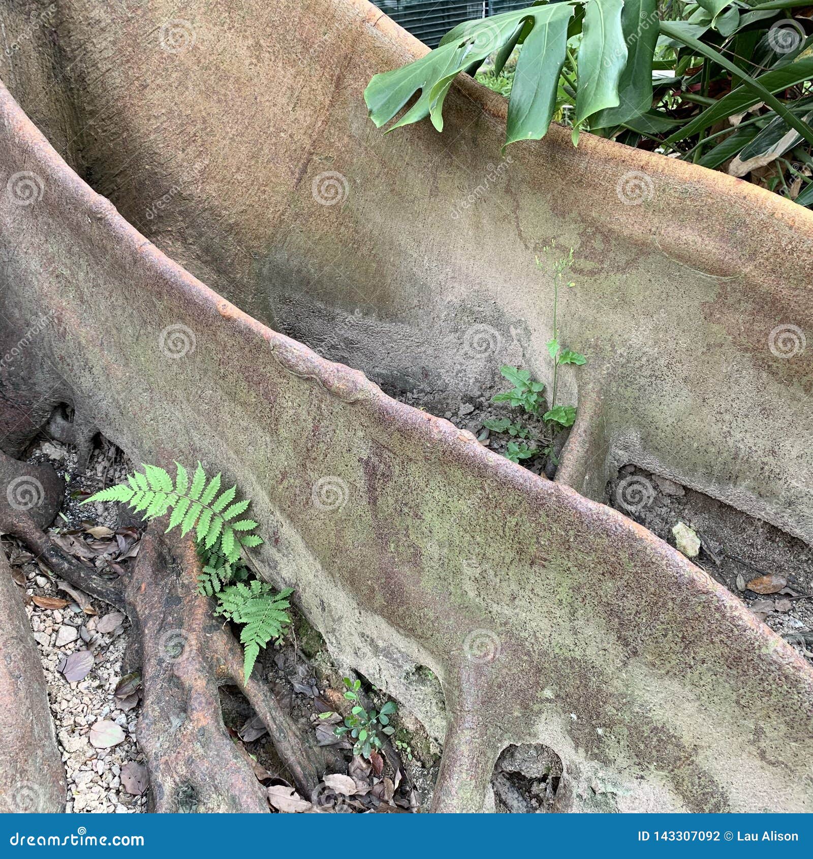 Root walls stock photo. Image of create, plant, practices - 143307092