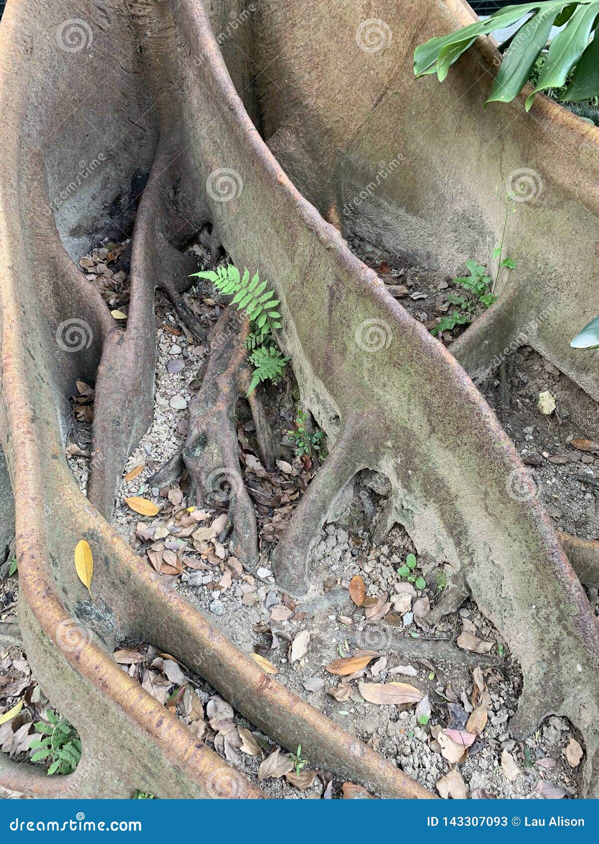 Root walls stock image. Image of practices, gardening - 143307093