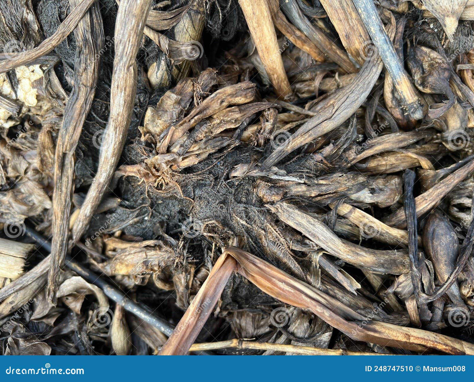 Root Water Hyacinth for Agriculture Stock Photo - Image of leaf ...