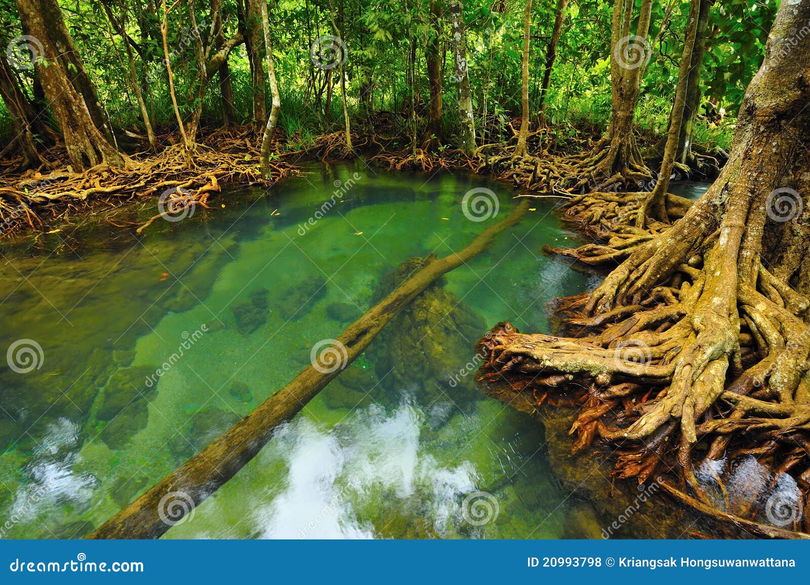 Root of water plant stock photo. Image of brickwork, brickwall - 20993798