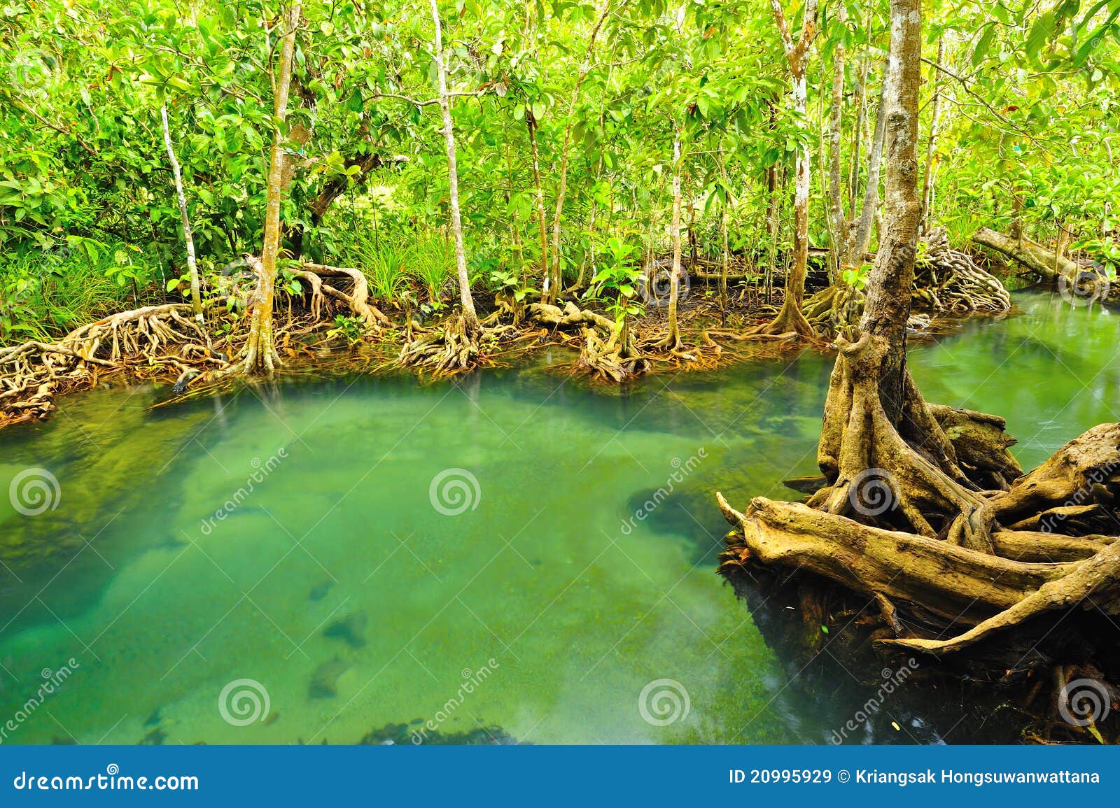 Root of water plant stock image. Image of plant, brickwall - 20995929