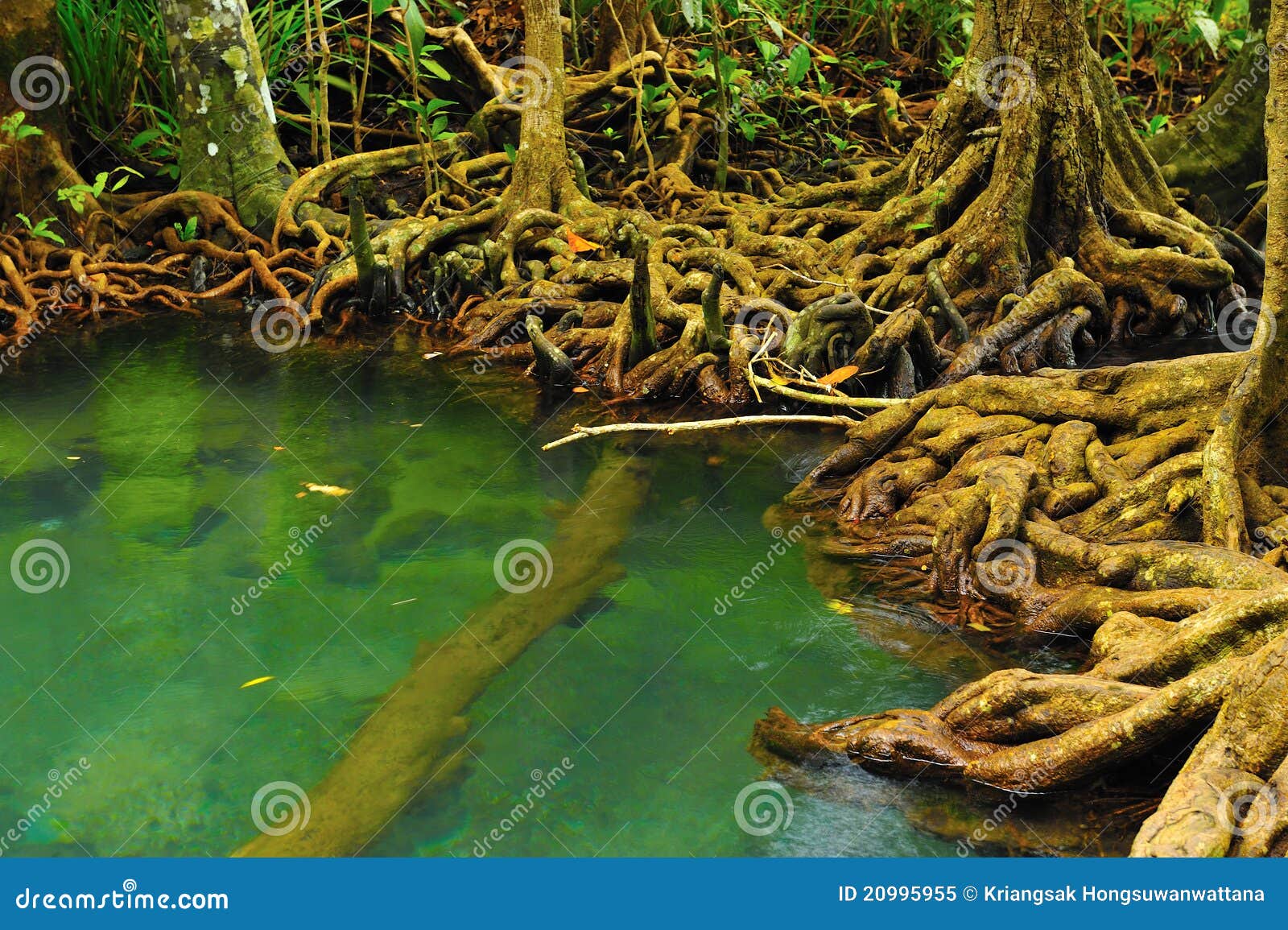 Root of water plant stock image. Image of forest, cascade - 20995955