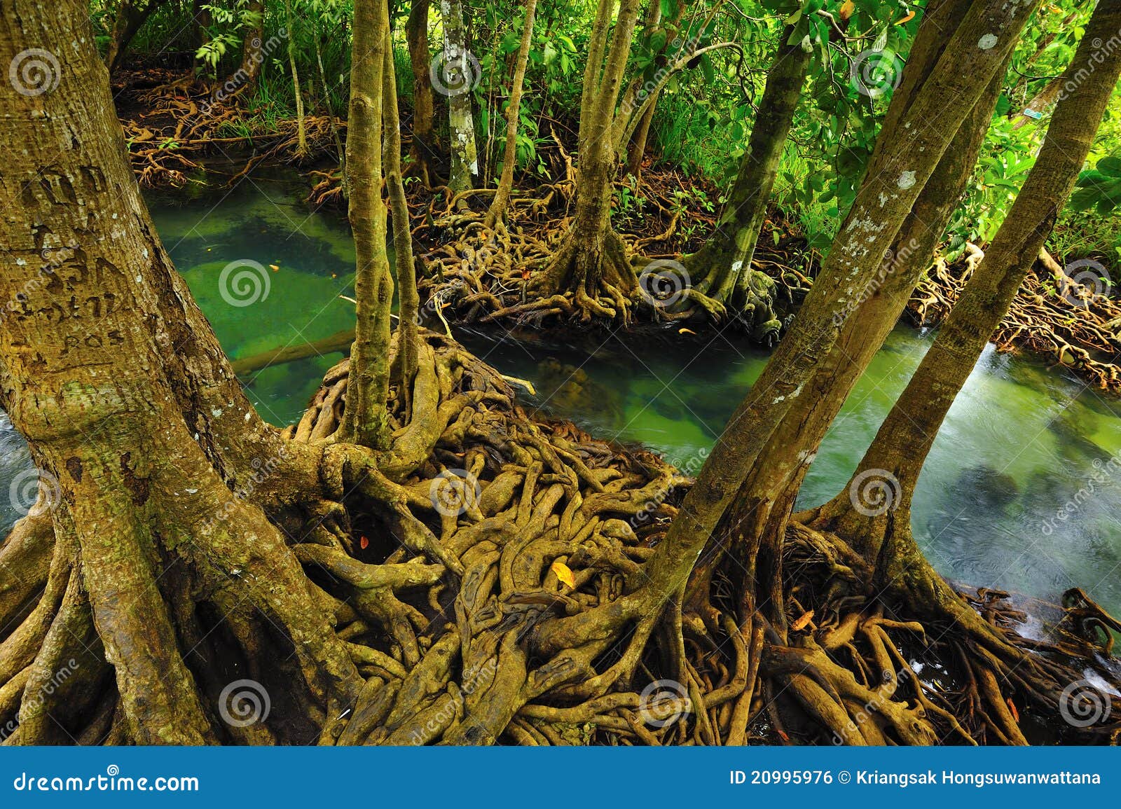 Root of water plant stock photo. Image of flow, ecology - 20995976
