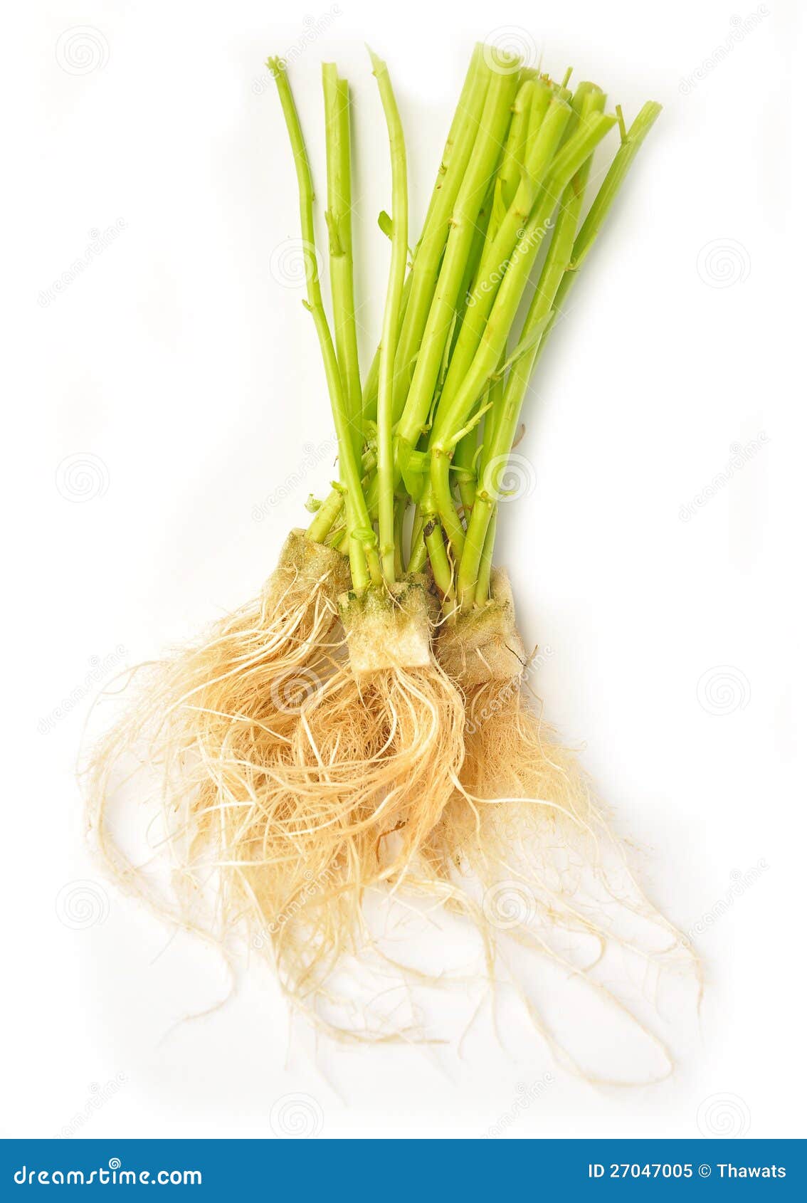 Root of water spinach stock image. Image of muong, morning - 27047005