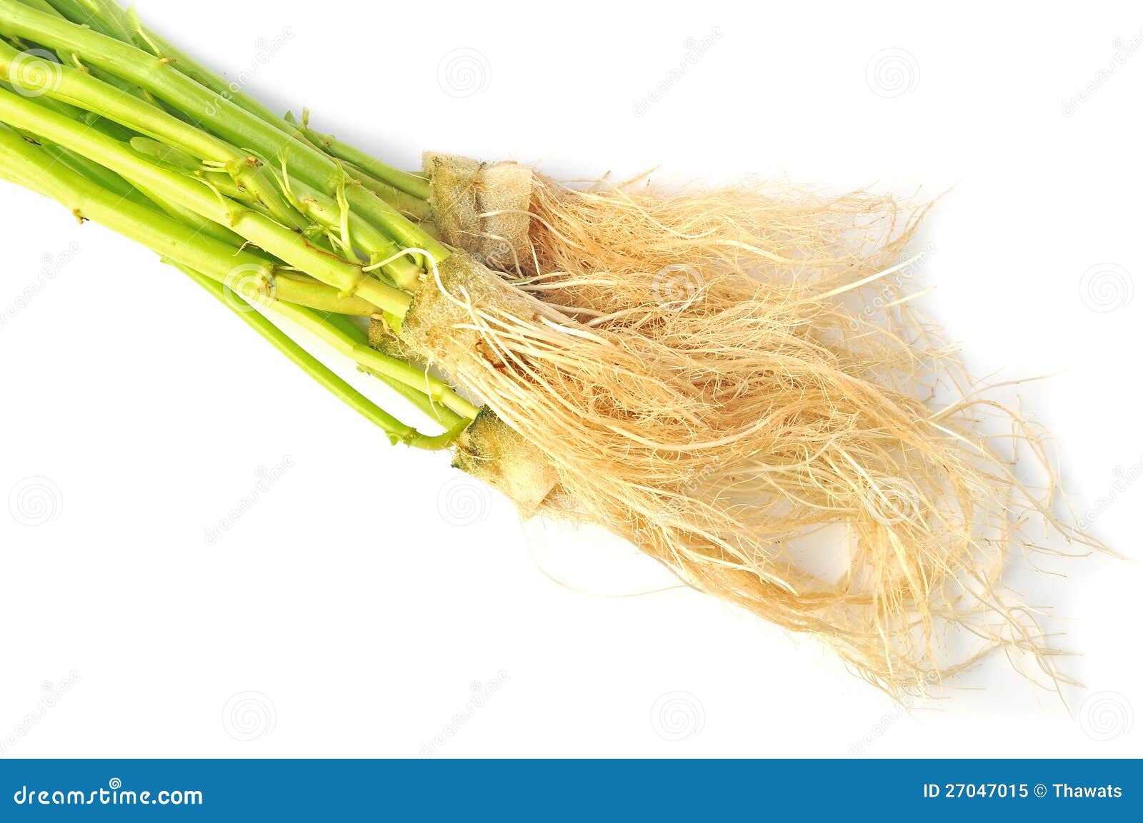 Root of water spinach stock image. Image of diet, dish - 27047015