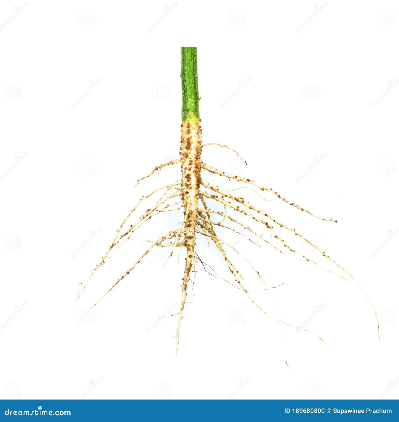 Root of Weed, Unwanted Flora,Root of Broadleaf Weeds Isolated from a ...