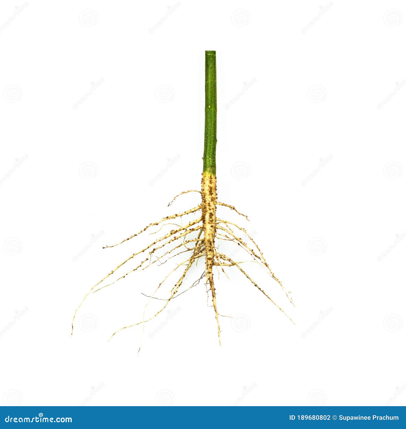 Broadleaf Weeds In Rice Field, Royalty-Free Stock Photography ...