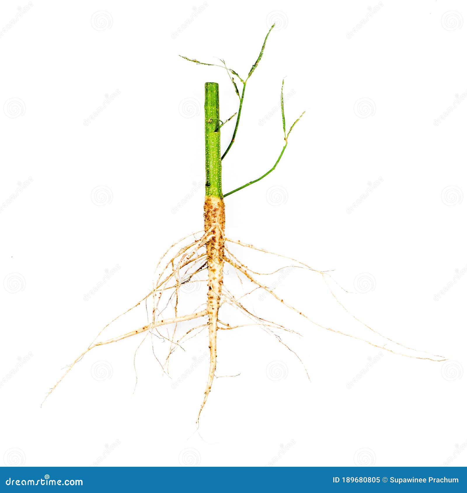 Root of Weed, Unwanted Flora,Root of Broadleaf Weeds Isolated from a ...