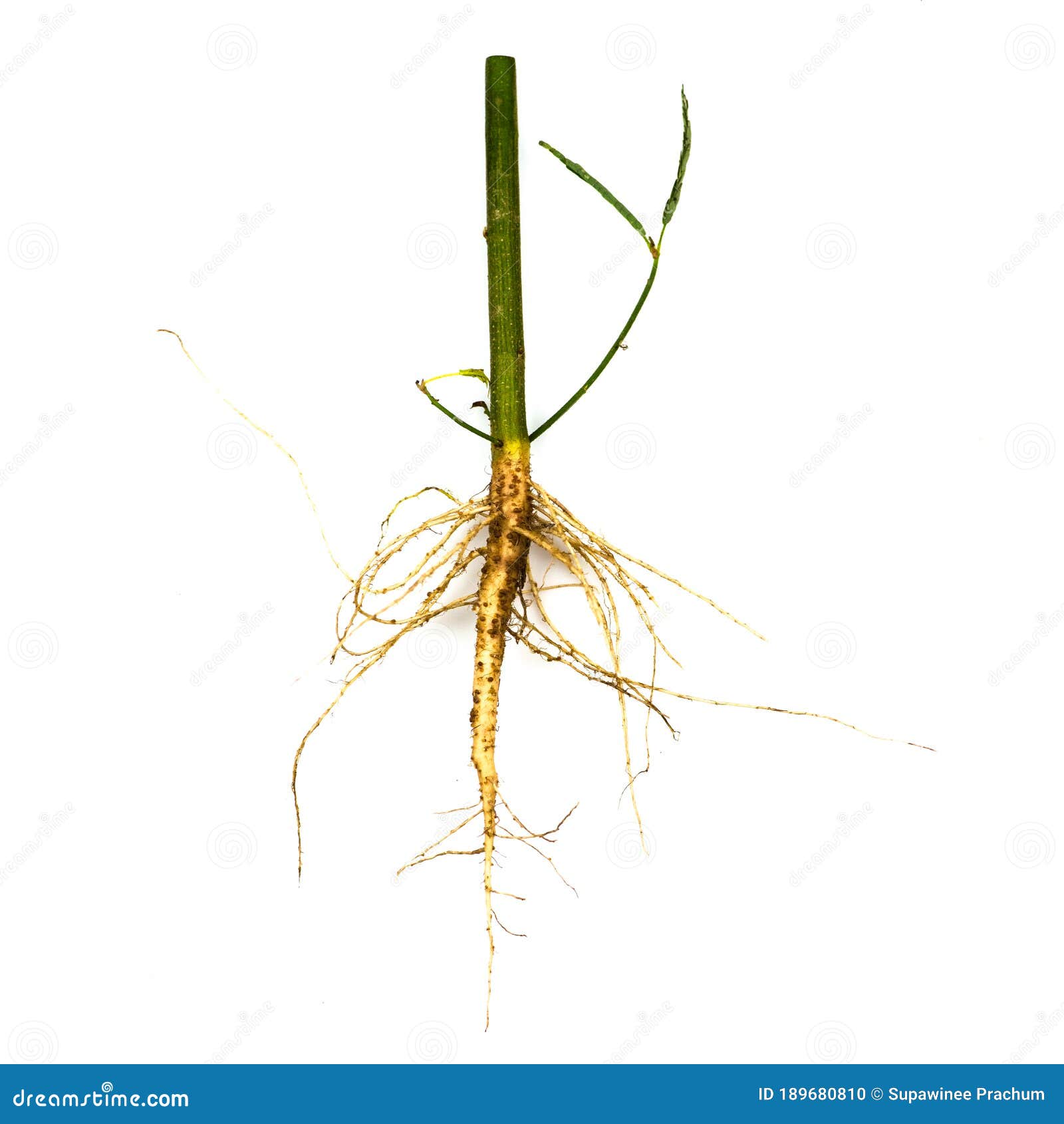 Root of Weed, Unwanted Flora,Root of Broadleaf Weeds Isolated from a ...