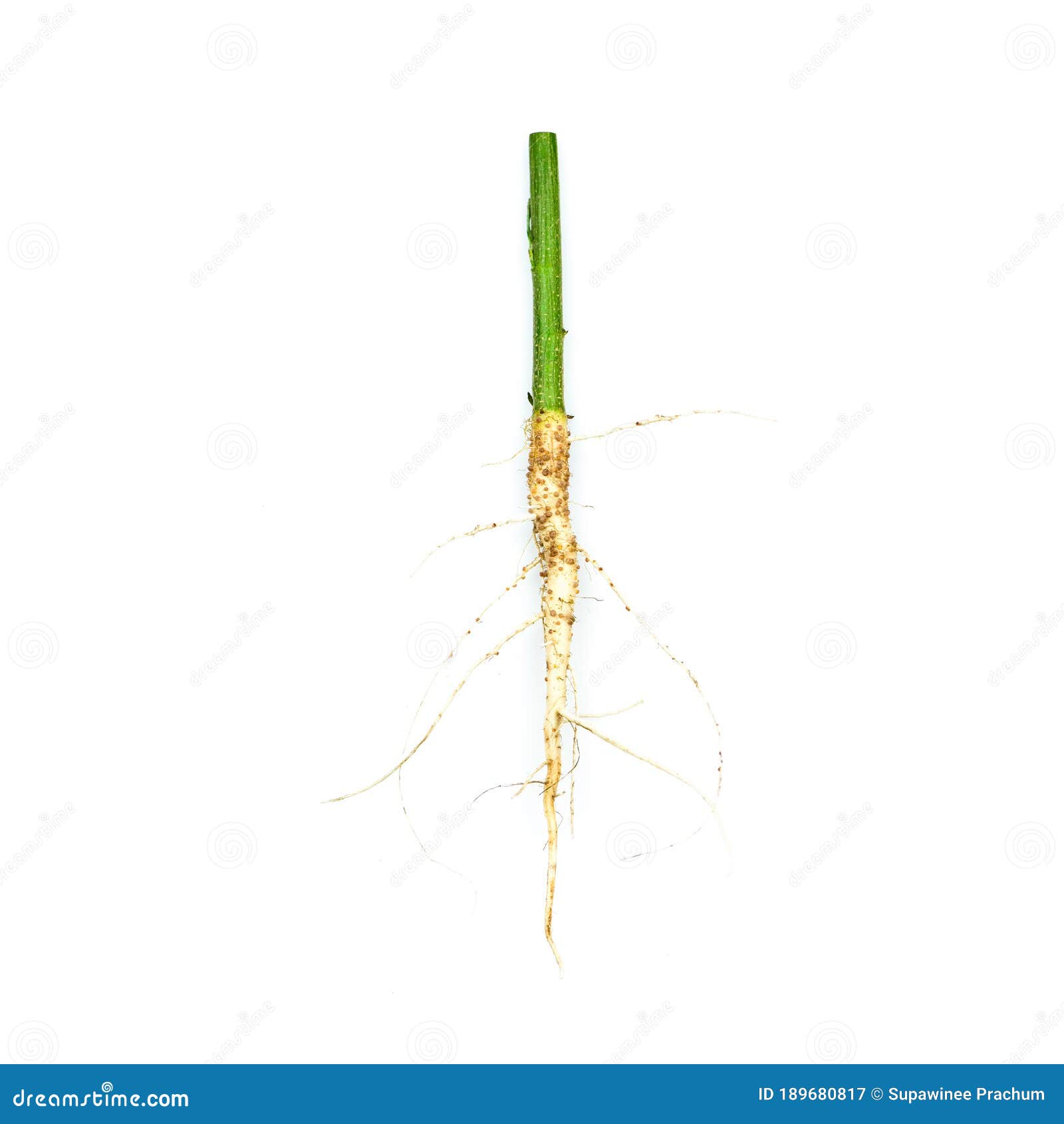 Root of Weed, Unwanted Flora,Root of Broadleaf Weeds Isolated from a ...
