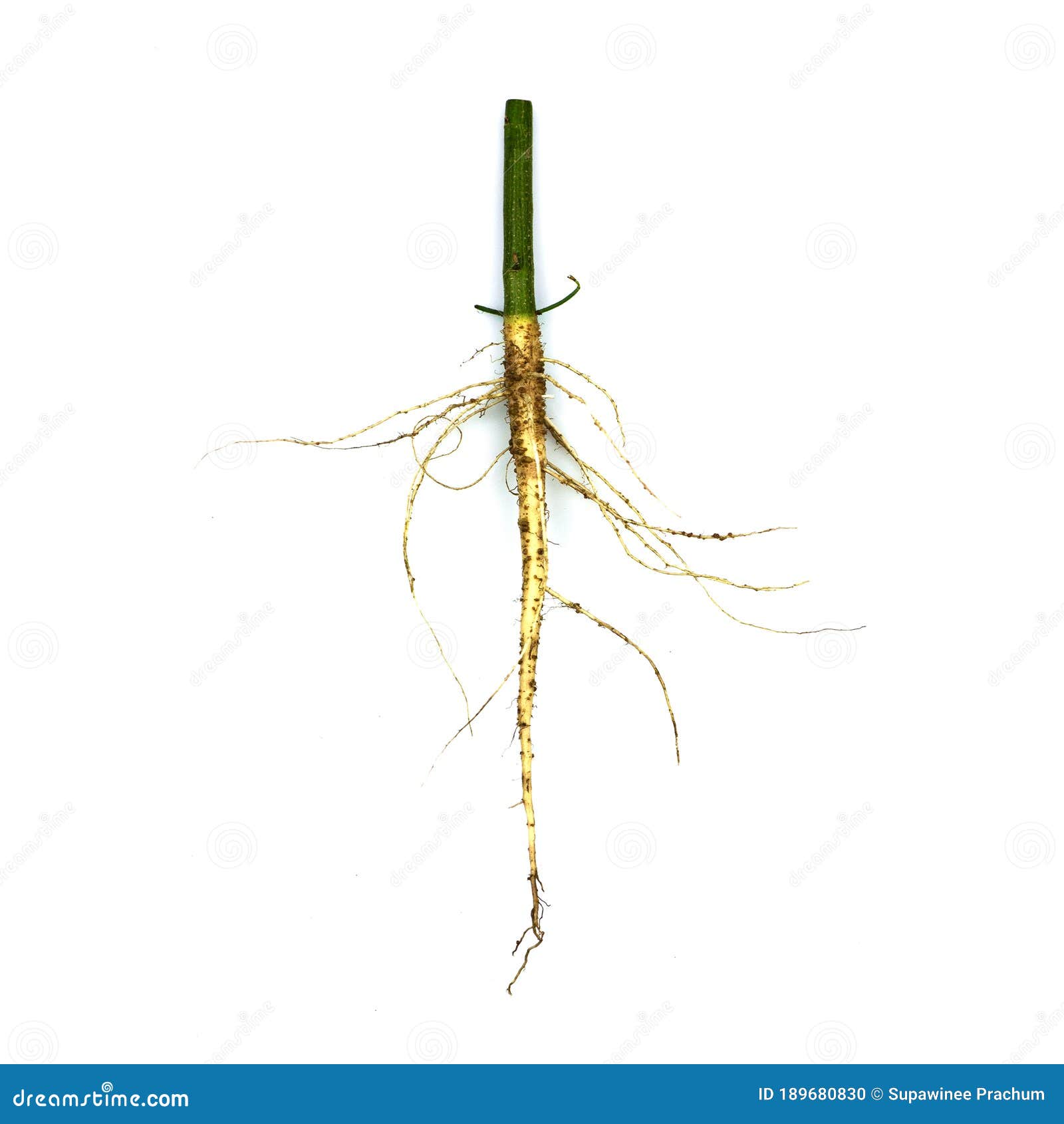 Root of Weed, Unwanted Flora,Root of Broadleaf Weeds Isolated from a ...
